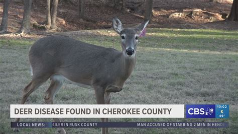 Chronic Wasting Disease Detected In Trinity County Deer Cbs19tv
