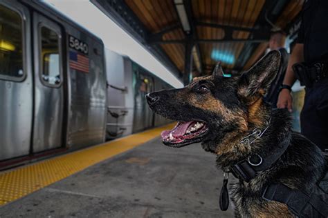 Nypd K 9 Unit Introduces Cutting Edge Law Enforcement Tech