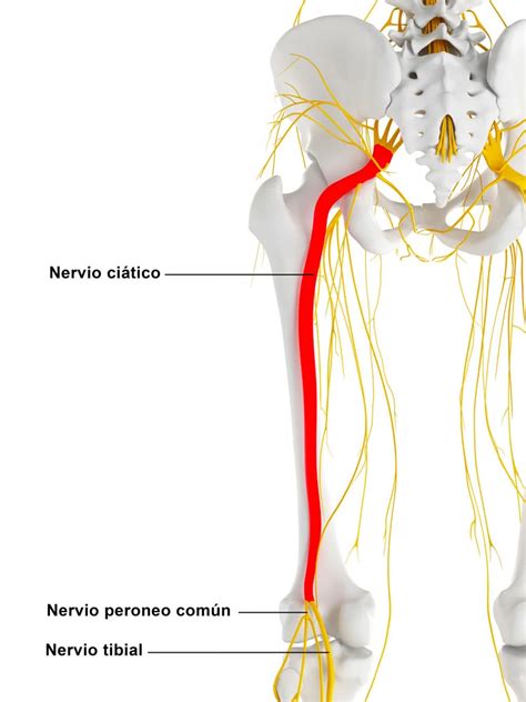 ¿qué Es El Nervio Ciático Anatomía Y Trayecto The Tradition Continue