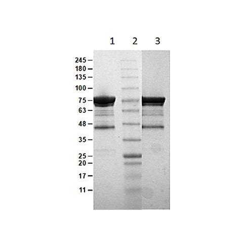 Flagellin Control Protein 100µg