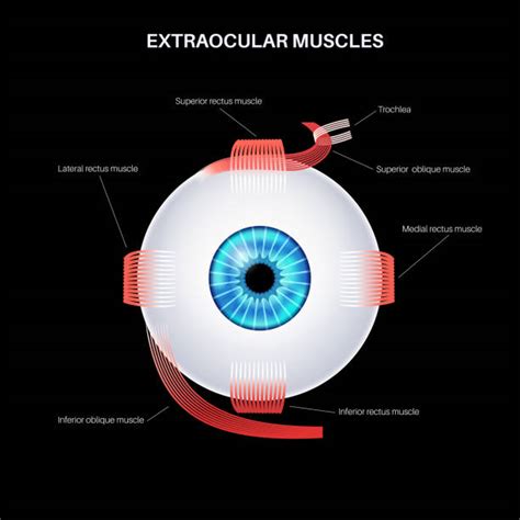 90 Human Anatomy Scientific Illustrations Eye Orbit Stock