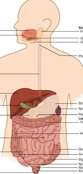 Draw Neat Labeled Diagram Of Human Digestive System Brainly In