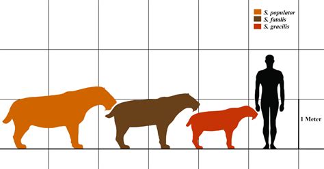 Sabertooth Tiger Size And Weight Rdpi