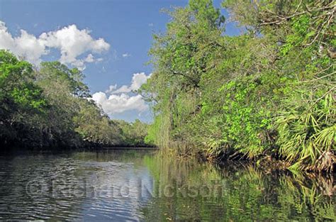 Saint Lucie River Photograph By Richard Nickson Fine Art America