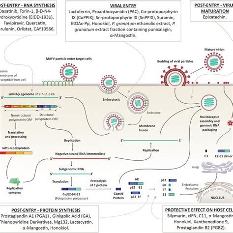 Schematic Representation Of Mayv Replicative Cycle The Replicative Download Scientific Diagram