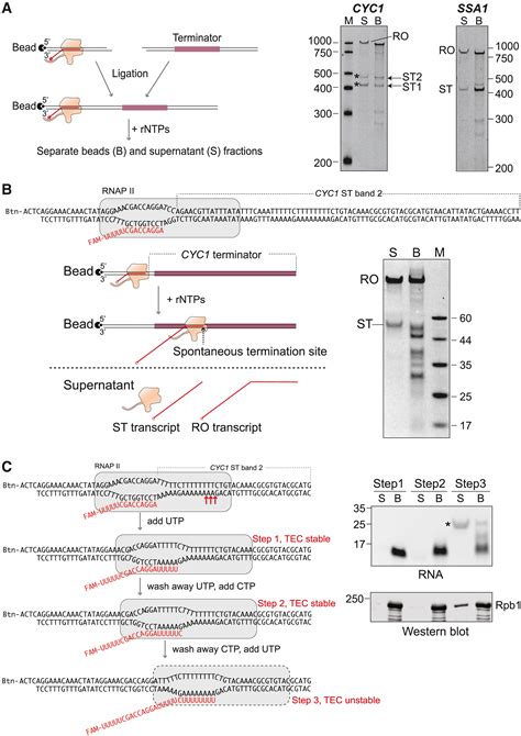 Dna Directed Termination Of Rna Polymerase Ii Transcription Molecular Cell