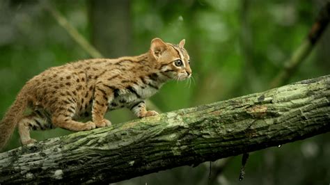 Smallest Feline On Earth The Rusty Spotted Cat R Mademesmile