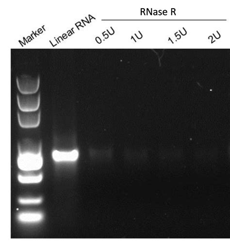 Rnase R Active Abcam中文官网