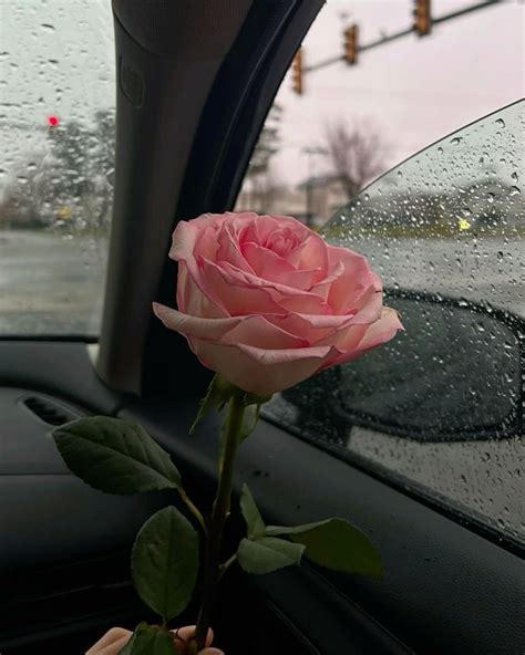 Pink Rose On Car Dashboard Album Cover Art Pinky Rose Aesthetic