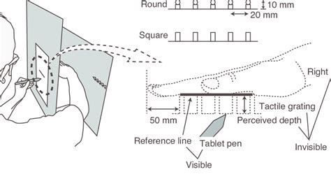 Schematic Illustration Of Tactile Stimulus Objects And Setup For