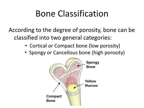 Ppt Bone Composition Powerpoint Presentation Free Download Id 2023881