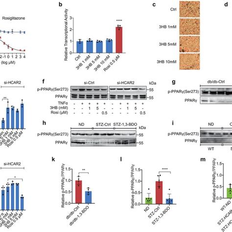 Transcriptomics Analysis For Adipose Tissue Of T2d Mice A After 8 Download Scientific Diagram