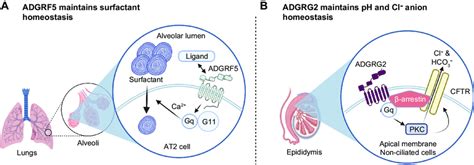 Adhesion G Protein Coupled Receptors Agpcrs Regulate Fluid