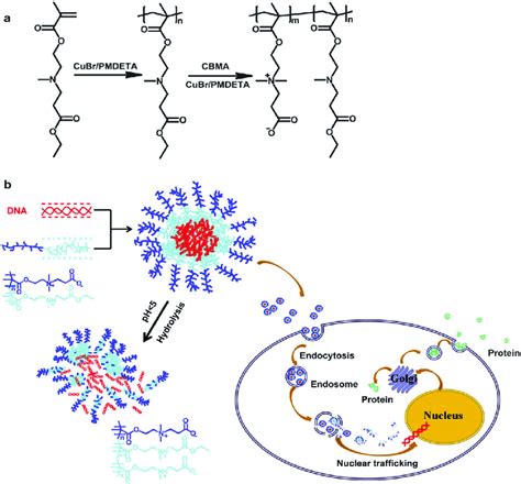 A Synthesis Of Pcbmaee Pcbma Diblock Copolymers Via Atrp B Download Scientific Diagram