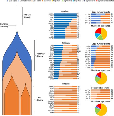 timing of somatic events in pdac evolution the somatic mutations and