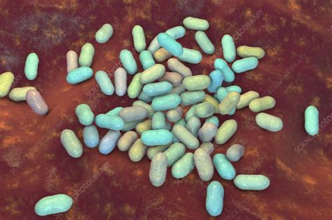 Prevotella Bacteria Illustration Stock Image F037 6710 Science Photo Library