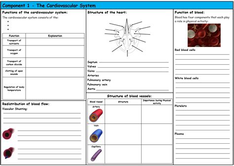 Gcse Pe Edexcel 9 1 Cardiovascular System Knowledge Retrieval Revision Mat Updated