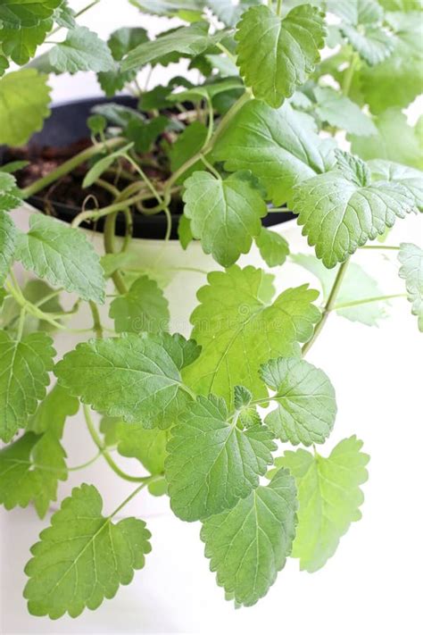 catnip stock image image of green nutritious closeup 74475805