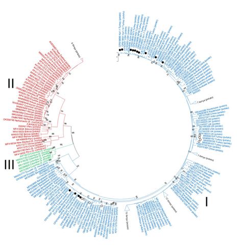 phylogenetic trees based on the nucleotide sequences of the coat