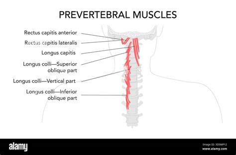 Deep Cervical Muscles Chart Prevertebral Group Rectus Capitis Muscles