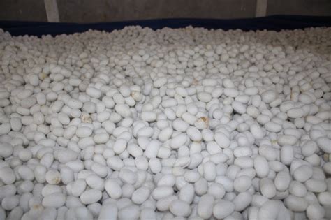 Aneka Kepompong Ulat Sutera Cianjur Regency