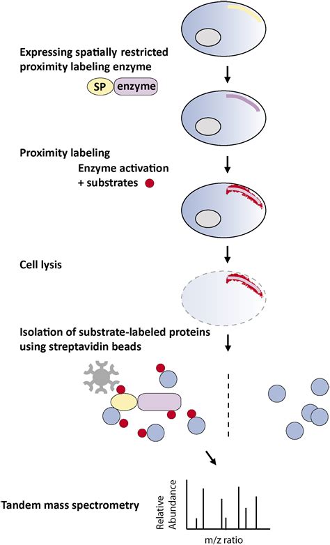 Proximity‐dependent Labeling Methods For Proteomic Profiling In Living Cells An Update Bosch