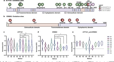 Figure 2 From A Proximity Labeling Method For Protein Protein Interactions On Cell Membrane