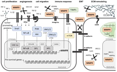 schematic representation of the signaling pathways involved in mmp9