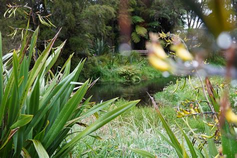 Registration Form Te Nehenehenui