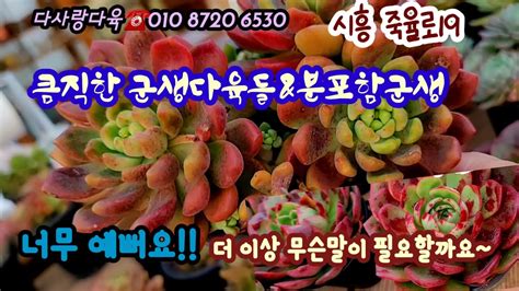 말이 필요 없음너무너무 어여쁜 군생다육 많아요 살루 대품 가격대박 샤넬신상 멋짐주의 분포함군생 대품 중품등 다양하게 소개유료광고포함 Youtube