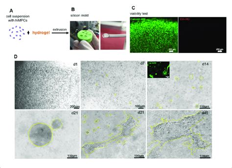Extrusion Based Dispensing Of Bioinks Containing Himpcs Into Silicone Download Scientific