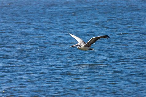 Mysuru India의 흐릿한 배경에서 날아 다니는 그레이트 화이트 펠리컨 또는 장미 빛 펠리컨의 아름다운 측면보기 국립공원에 대한 스톡 사진 및 기타 이미지 Istock