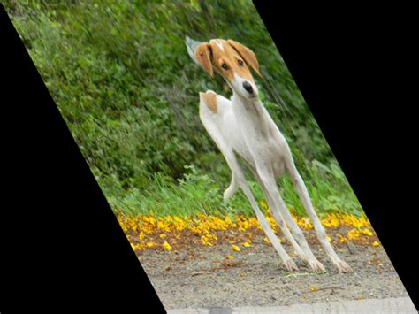 Complete Tutorial On Image Transformations With OpenCV