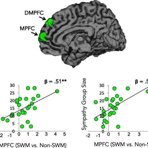 Neural Activation In Dmpfc And Mpfc In Response To Swm Vs Non Swm Download Scientific