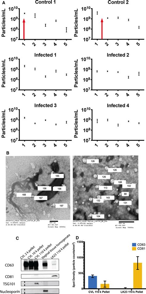 EV Composition During The Menstrual Cycle A Nanoparticle Download Scientific Diagram