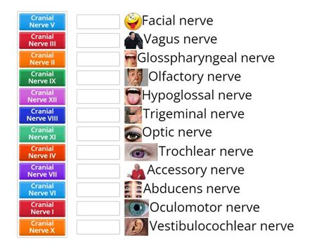 Cranial Nerves Names Match Up