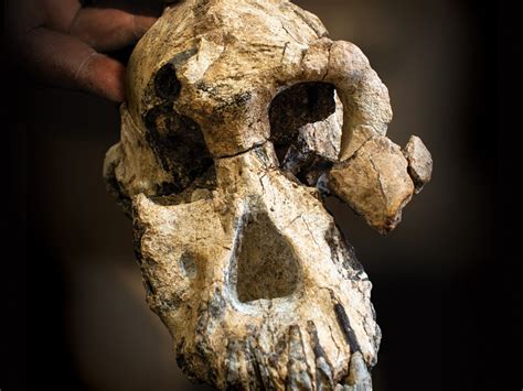 Esqueleto Do Australopithecus Anamensis