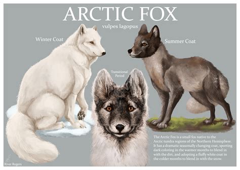 River Rogers Arctic Fox Seasonal Coats