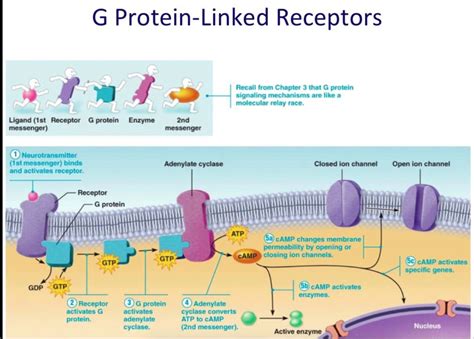 Diagram Of Gpcr Adenylate Cyclase Camp Signaling Where Receptor Functions In Conjunction With A