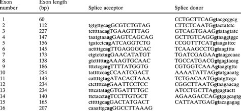 Exon Intron Boundary Sequences Of The N Cadherin Gene Download Table