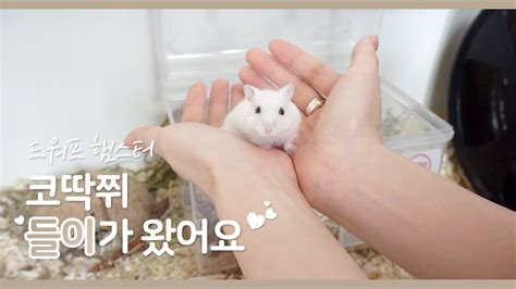드워프햄스터 들이가 왔어요 드워프햄스터 입양 Youtube