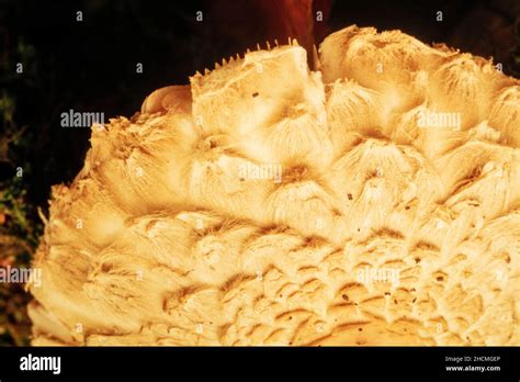 Close Up Natural Environmental Portrait Of Fungi As Symbols Of Life