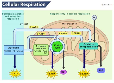 Cellular Respiration Definition Types Equations Steps