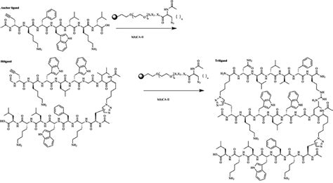 Iterative In Situ Click Chemistry Approach For Developing Triligand