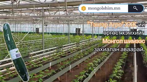 Монгол Шим Home