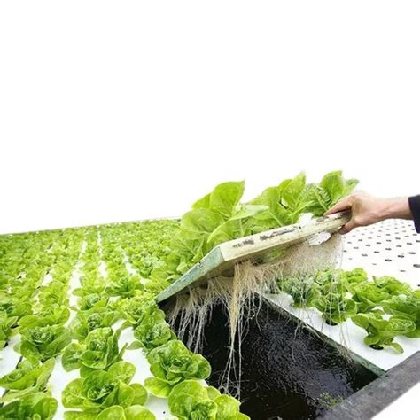 Hydroponic Float Xps Polystyrene Floating Raft Dwc Board For Lettuce