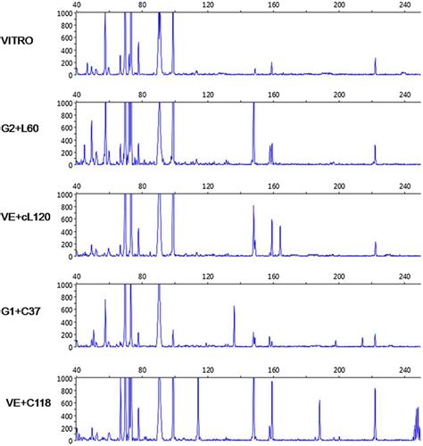 Aflp Electropherograms Of Some Samples From Accession ‘men 186 Download Scientific Diagram