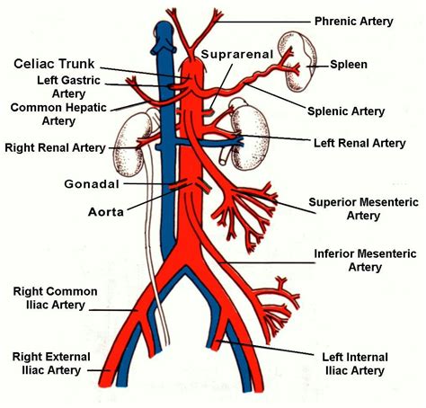 Abdominal Aorta02 Note Inferior Phrenic Artery From Abdominal Aorta