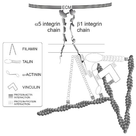 Key Integrin Actin Linkages Cartoon Depicts The Connections Of α 5 β 1