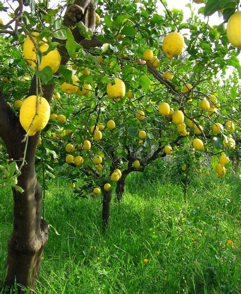 From Seedling To Fruit Essential Tips For Growing A Lemon Tree Garden Design Garden Aesthetic